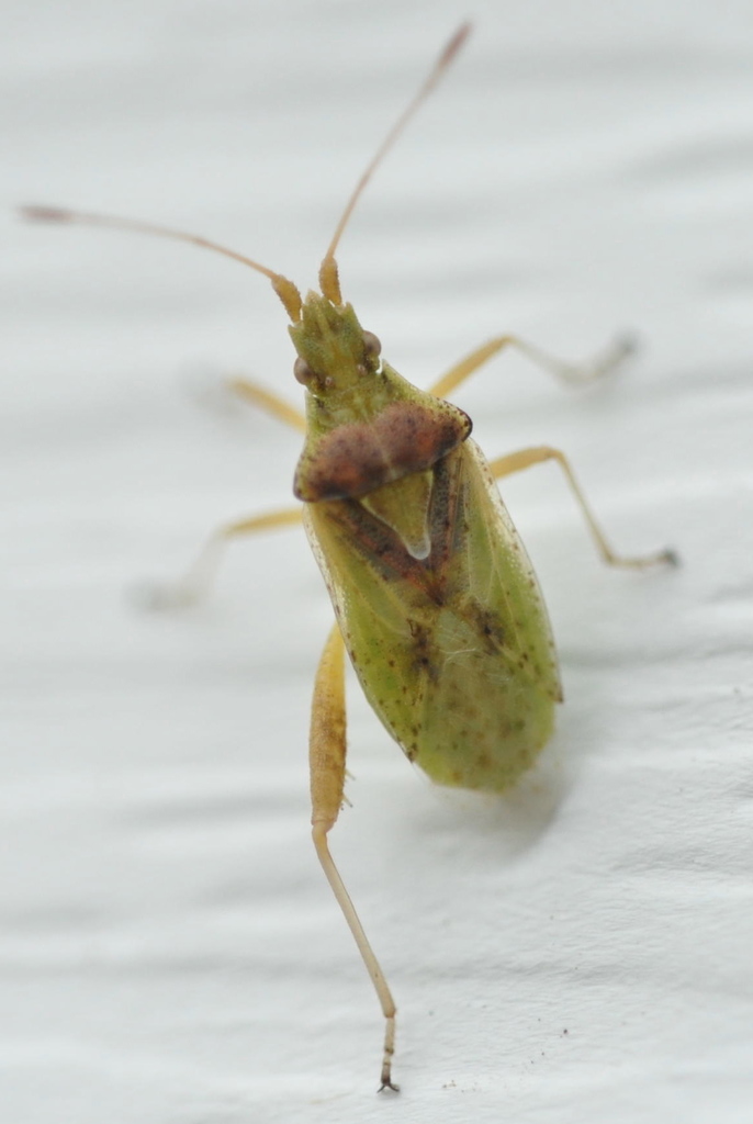 Harmostes (SBBG Lompoc SWP Floral Visitor Guide ) · iNaturalist