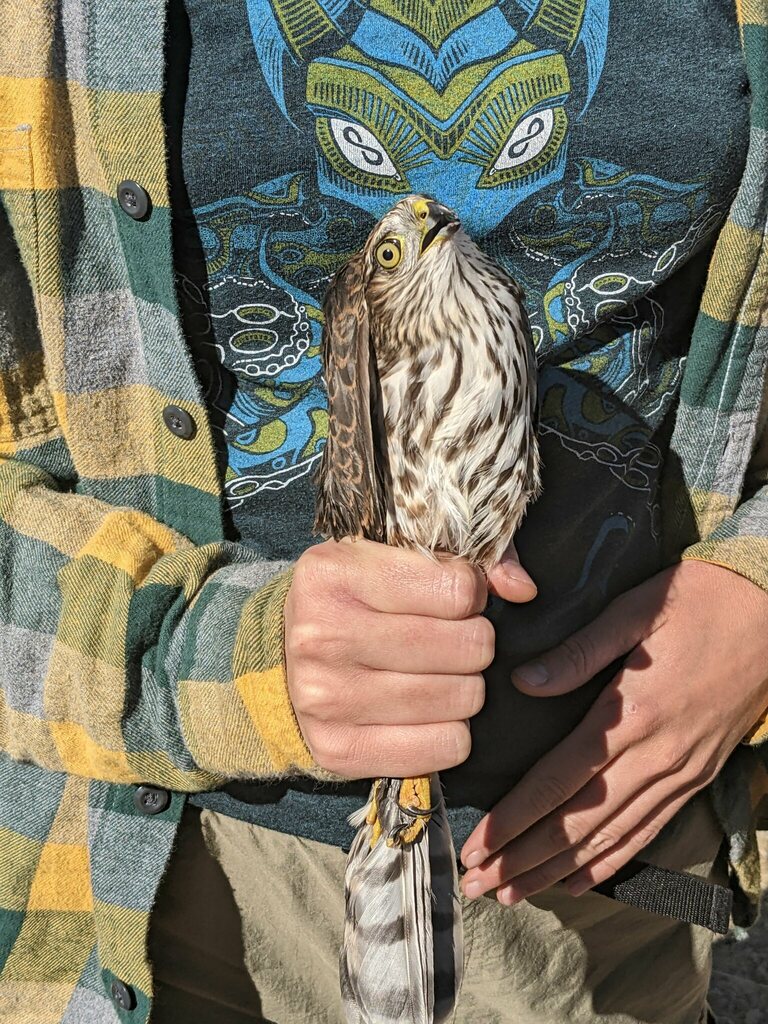 Sharp-shinned Hawk from Ada County, ID, USA on September 24, 2022 at 11 ...