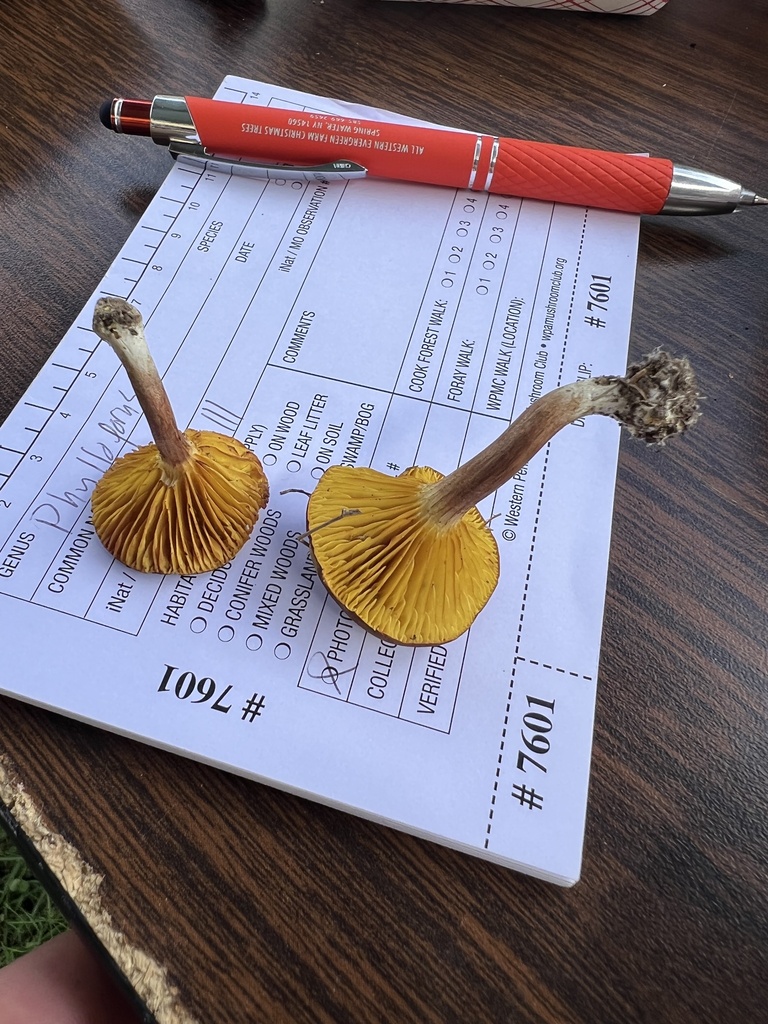 Phylloporus bellus from N Ridge Ln, Gibsonia, PA, US on September 24 ...