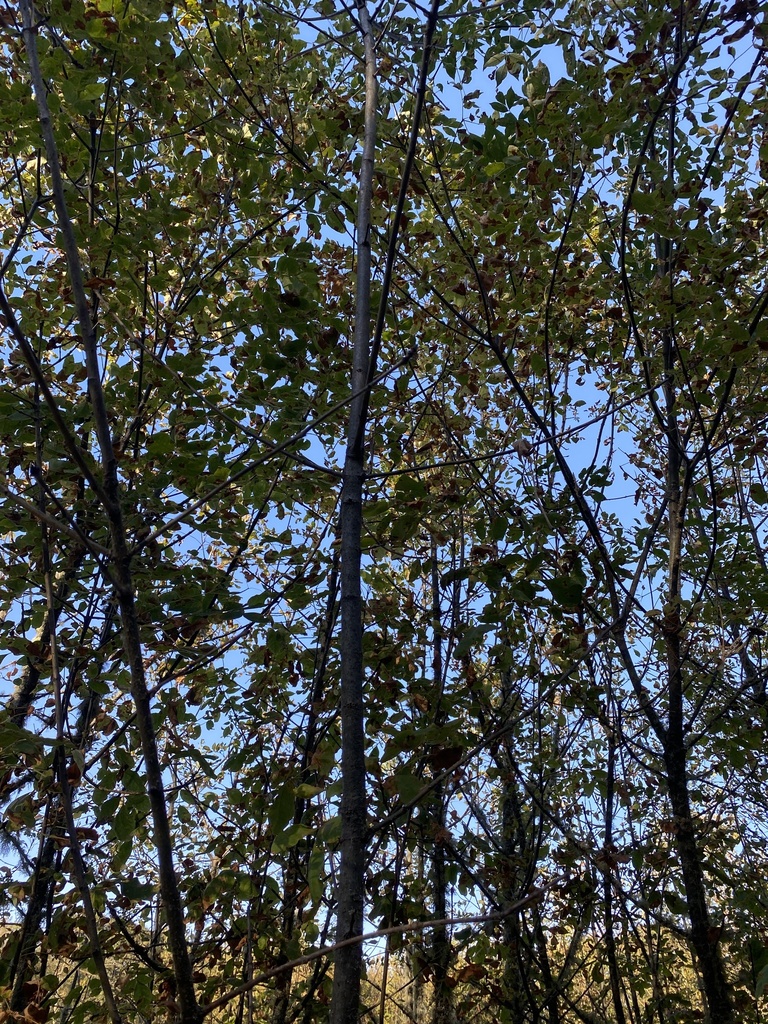 Oregon Ash from Elk Run Dr SW, Albany, OR, US on September 24, 2022 at ...