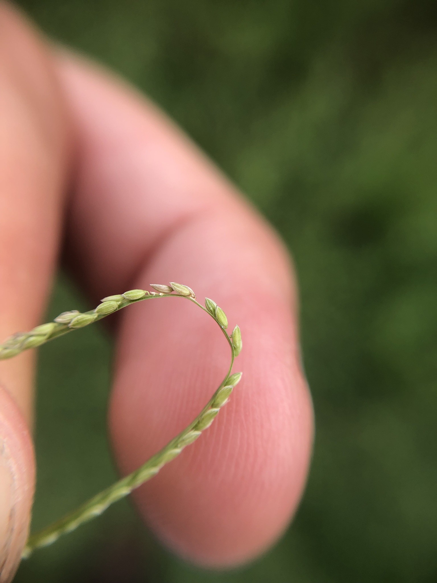 Digitaria longiflora (Retz.) Pers.