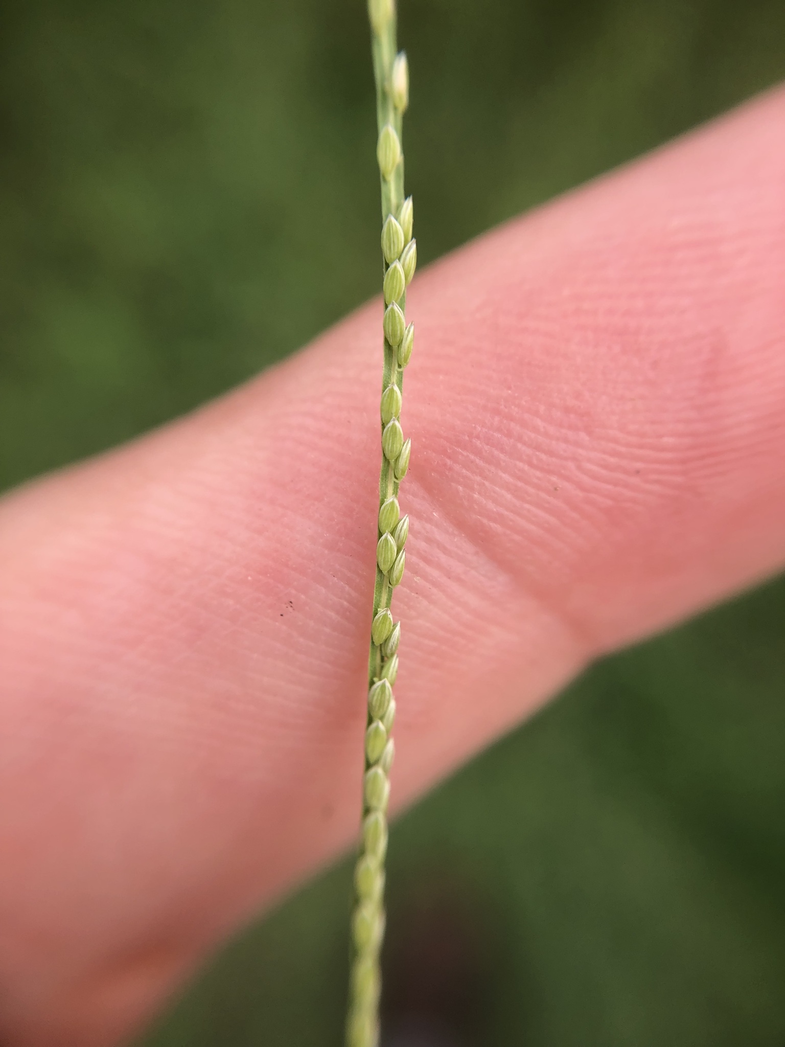 Digitaria longiflora (Retz.) Pers.