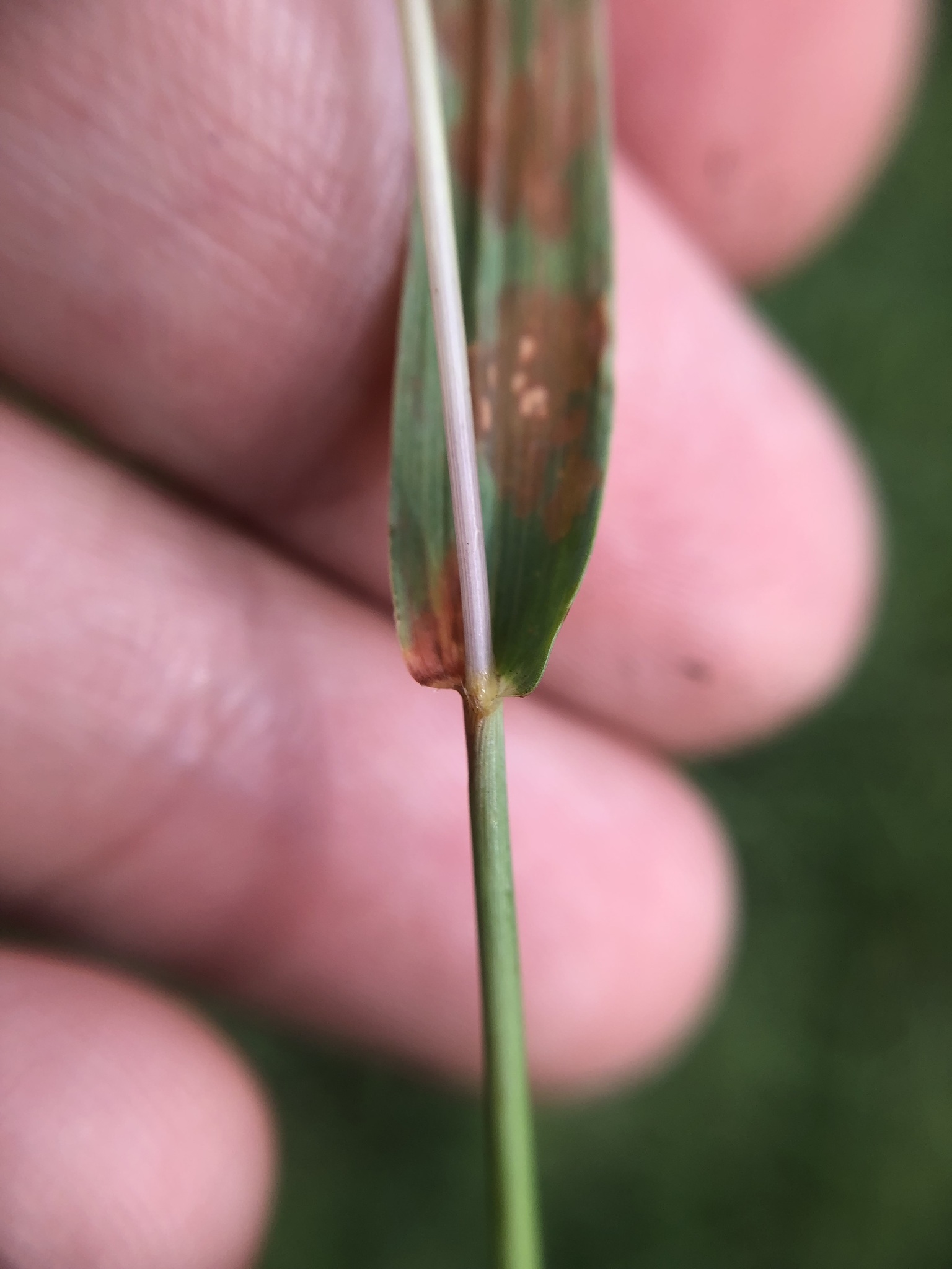Digitaria longiflora (Retz.) Pers.