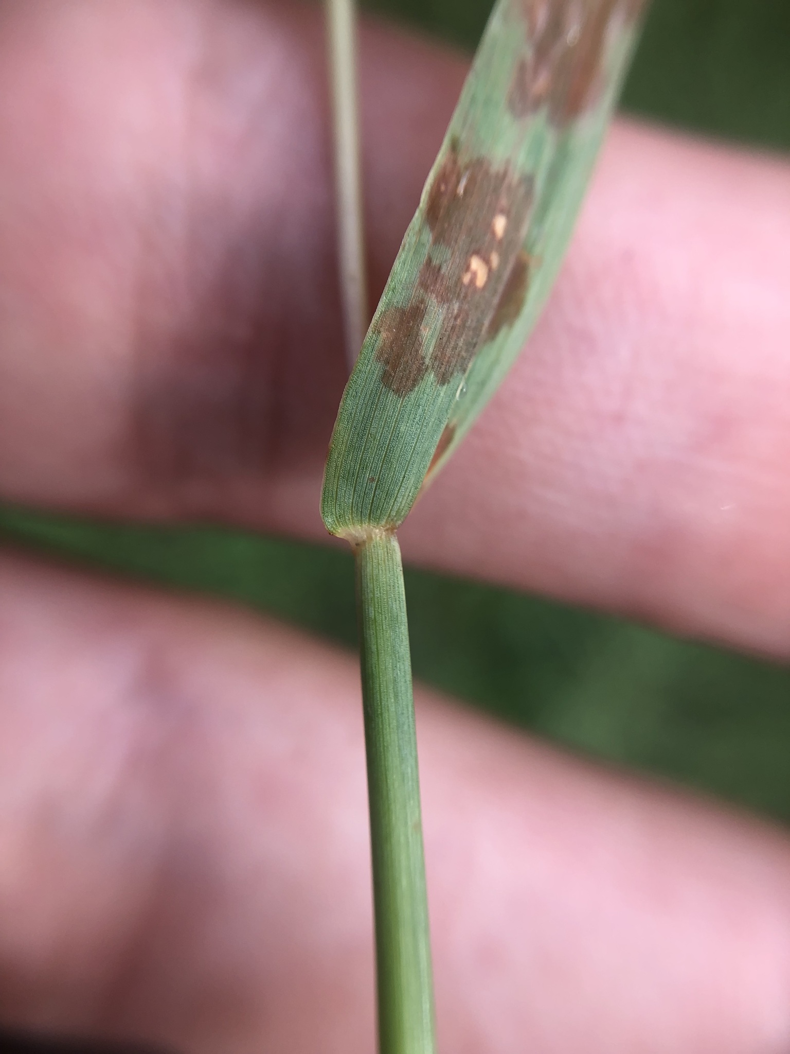 Digitaria longiflora (Retz.) Pers.