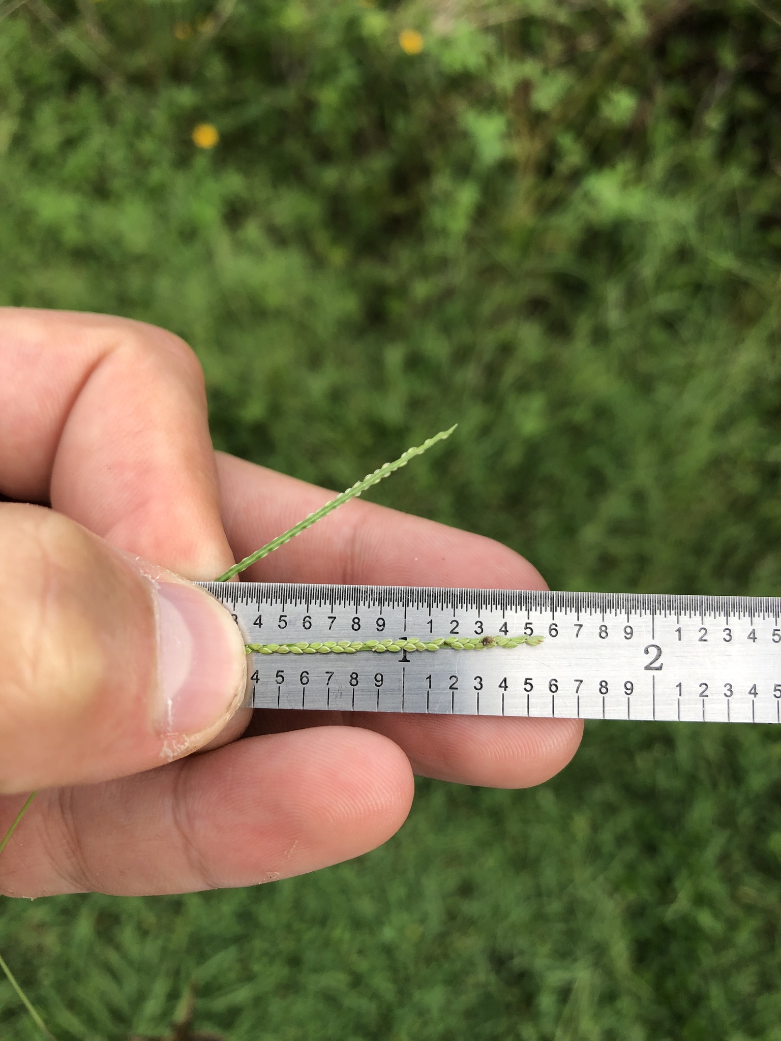 Digitaria longiflora (Retz.) Pers.