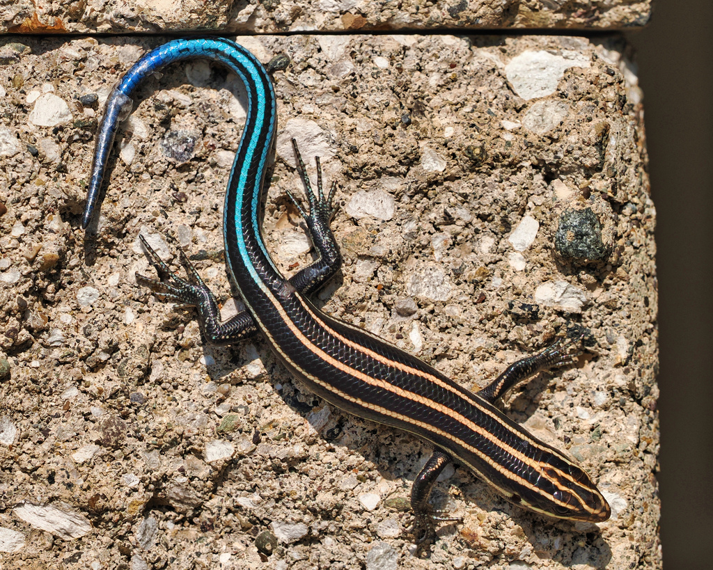 Common Five-lined Skink from Prince George's County, MD, USA on ...