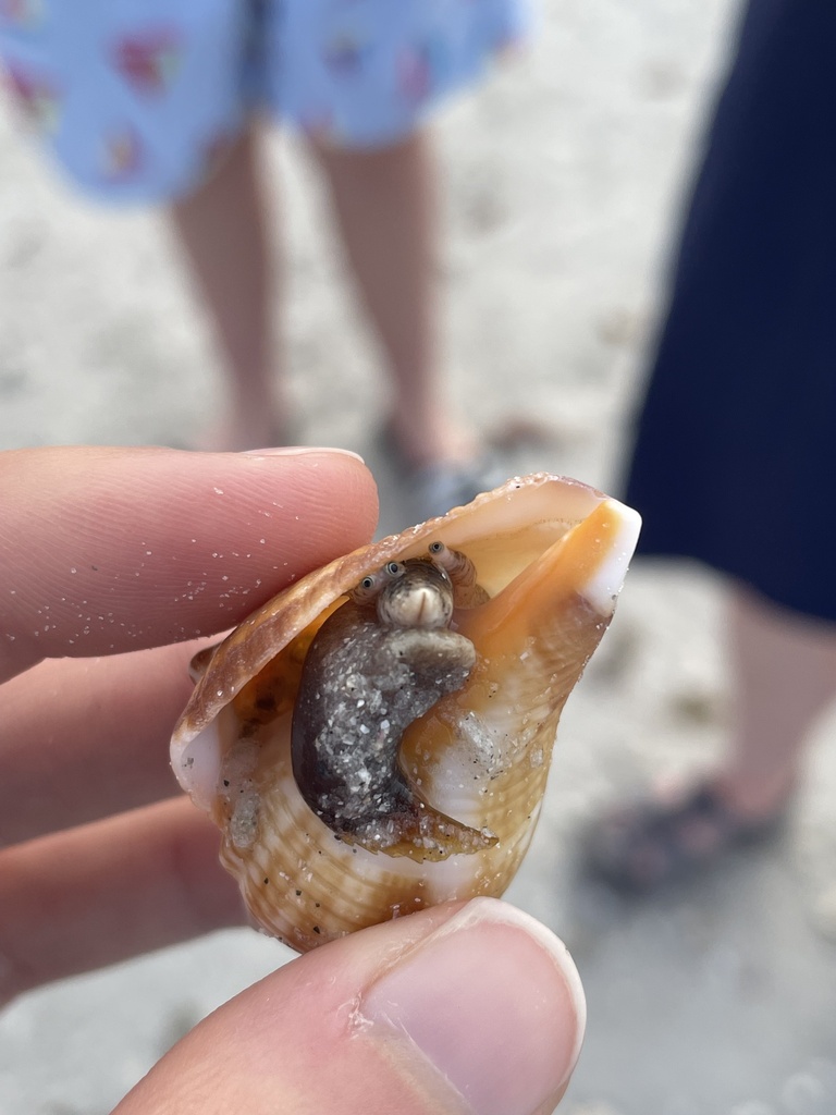 Florida Fighting Conch from Sanibel Island, Sanibel, FL, US on March 15 ...
