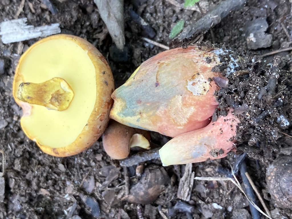 Lanmaoa pseudosensibilis from Harms Rd, Golf, IL, US on September 24 ...