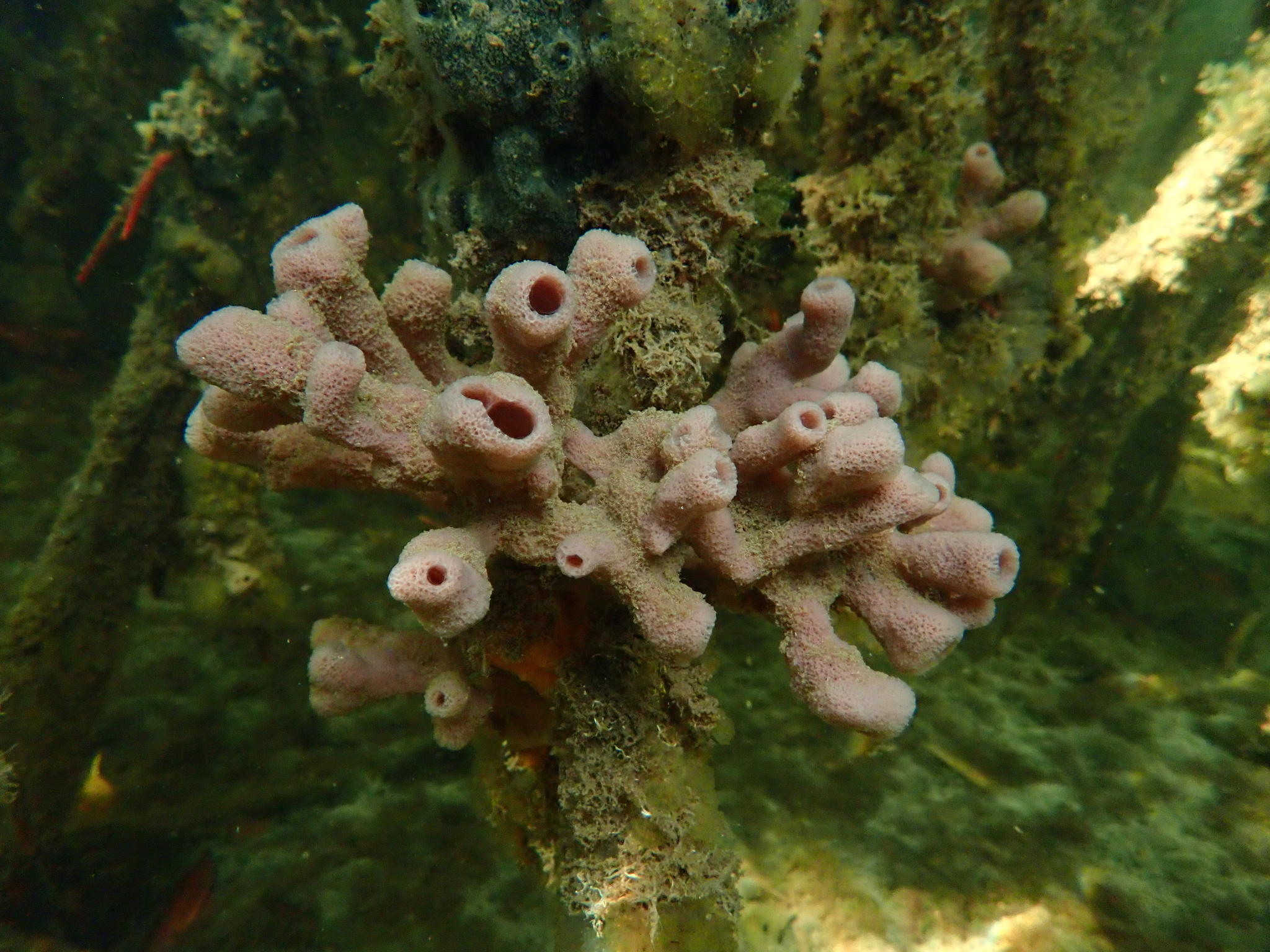 Chalinula molitba (de Laubenfels, 1949)