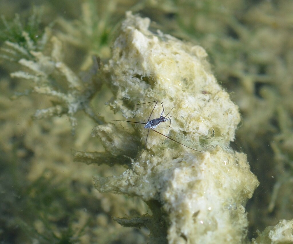 Neogerris hesione from Parkland, FL, USA on September 24, 2022 at 09:31 ...