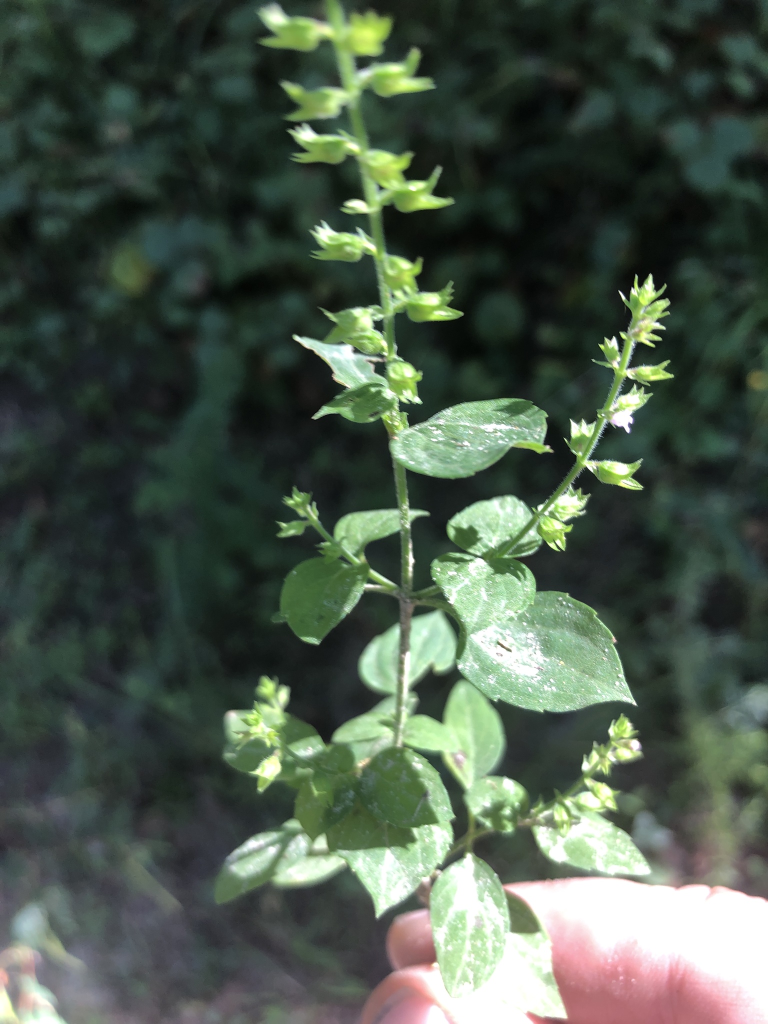 Mosla dianthera (Buch.-Ham. ex Roxb.) Maxim.