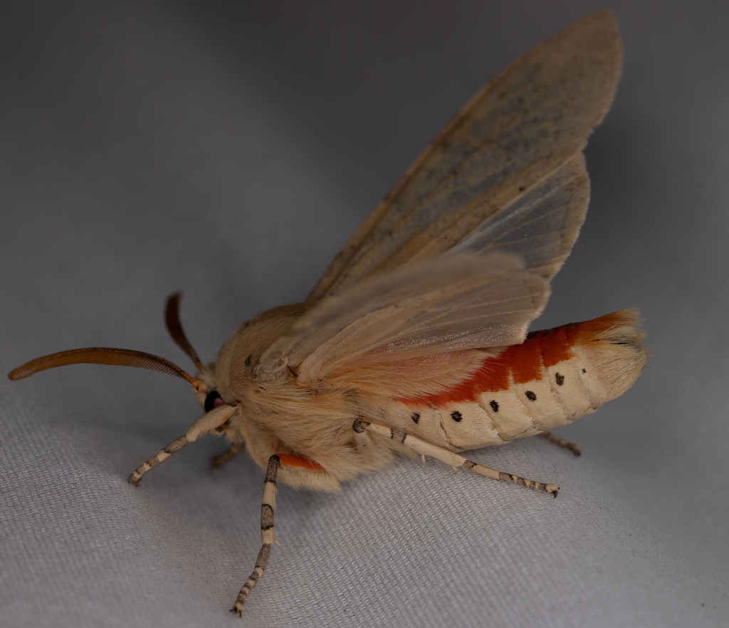 Edwards' Glassy-wing Moth from La Mesa Military Housing Complex ...