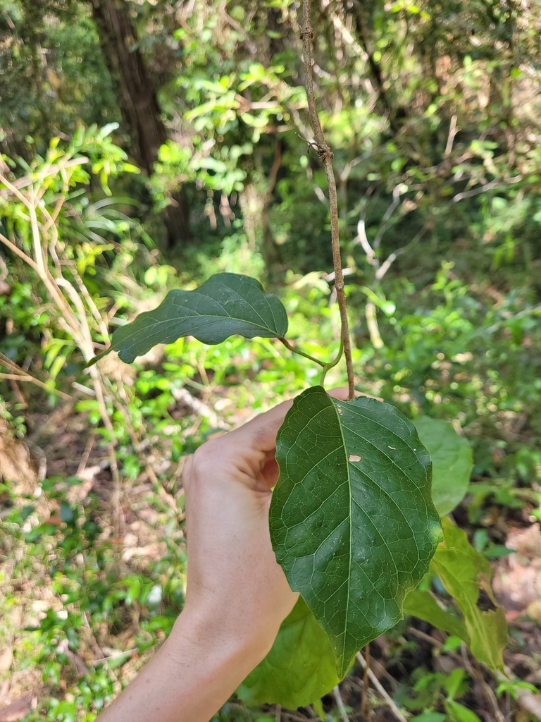 Monkey's comb from Nerang QLD 4211, Australia on September 25, 2022 at ...