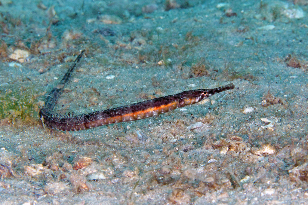 (Syngnathus) - Marine Life Identification