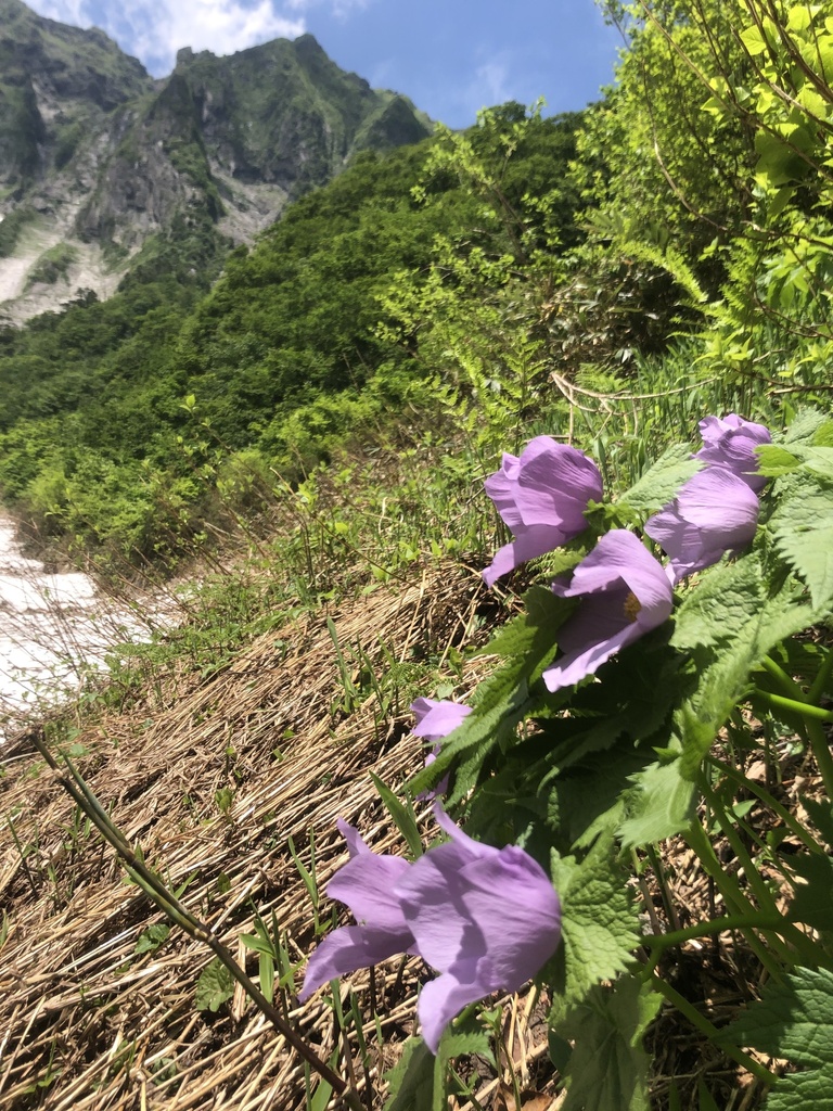 Japanese Wood Poppy in June 2022 by cop68 · iNaturalist