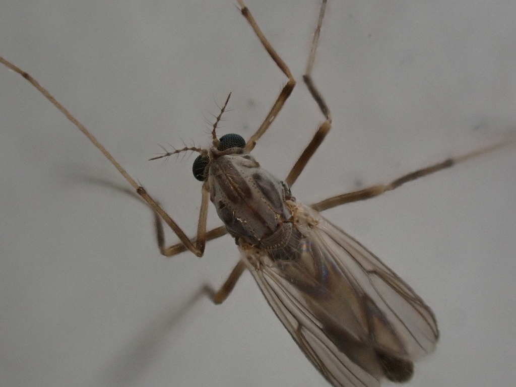 Non-biting Midges from South Cleveland, TN, USA on September 24, 2022 ...