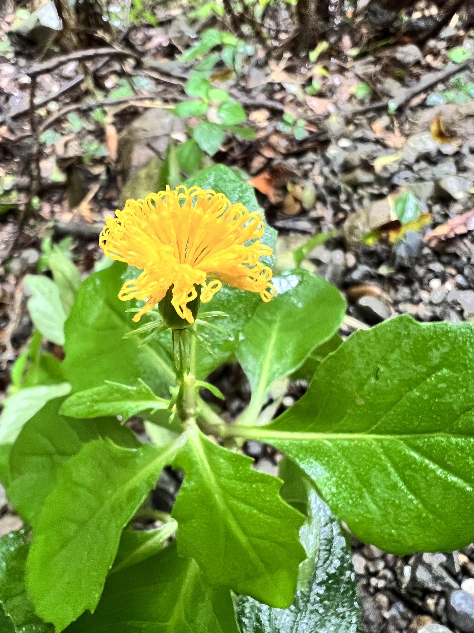 Gynura japonica (Thunb.) Juel