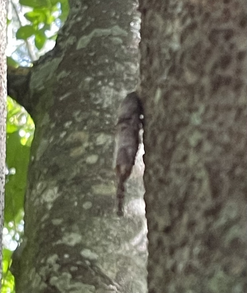 New Zealand Common Bag Moth from North Island, Auckland, Auckland, NZ ...