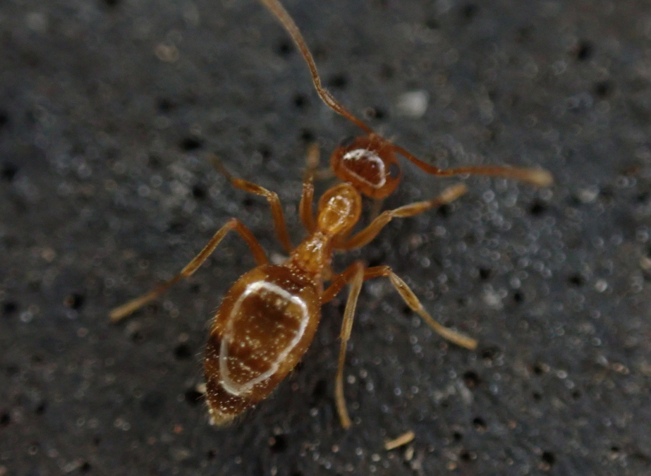 American Winter Ant from South Cleveland, TN, USA on September 24, 2022 ...