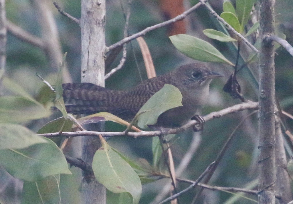 Zapata Wren in April 2022 by James Bailey · iNaturalist