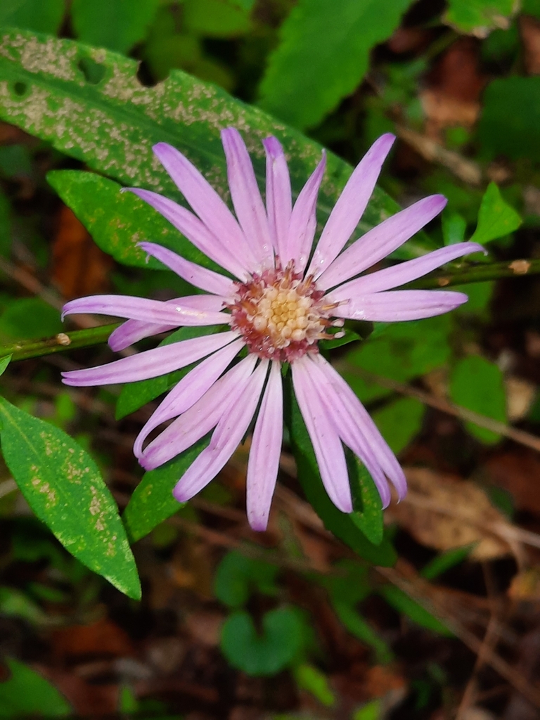 Rigid Whitetop Aster from Elizabethton, TN 37643, USA on September 24 ...