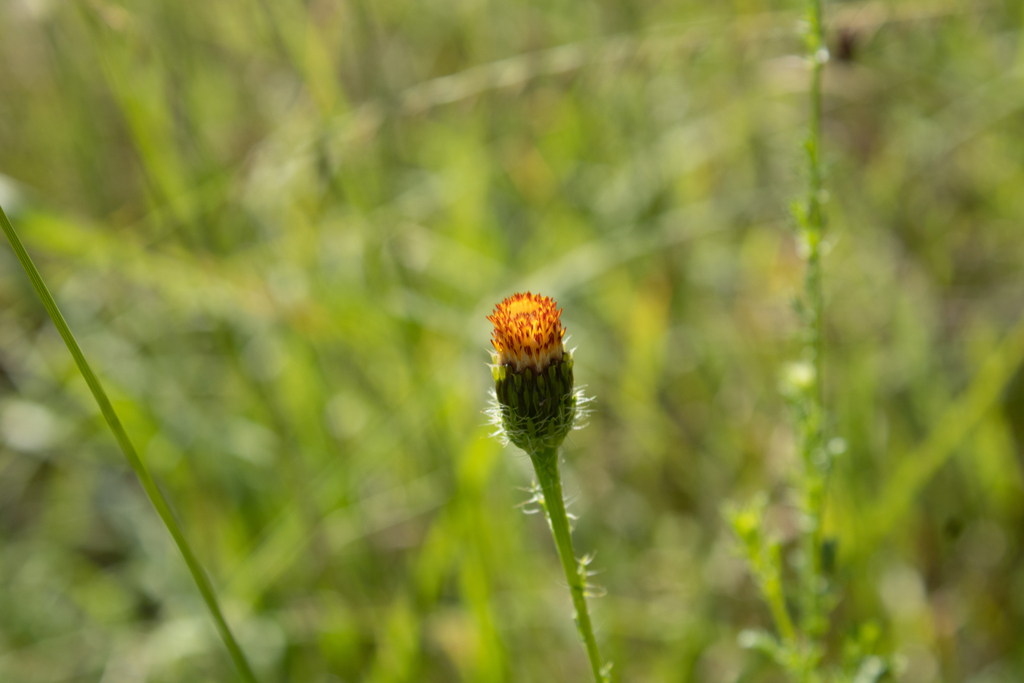 Poreleaf Dogweed from Moctezuma, Son., México on September 16, 2022 at ...