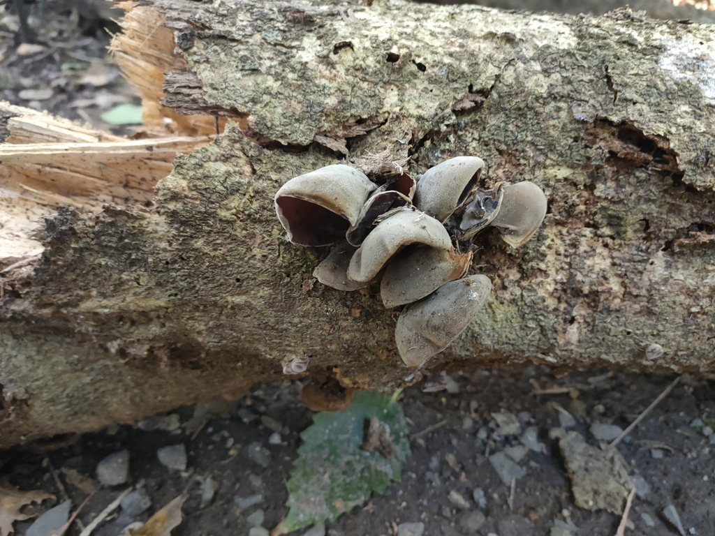 Ear fungus from Torbay, Auckland, New Zealand on September 25, 2022 at ...