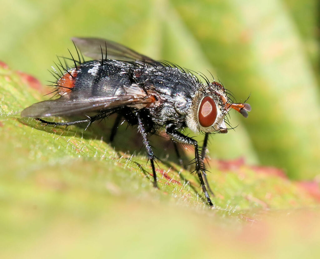 Bristle Flies from Rocky Hill Wildlife Sanctuary Groton, MA, USA on ...