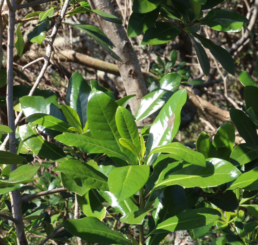 Bird Catcher Tree in August 2022 by Bill Campbell. Around a dozen ...