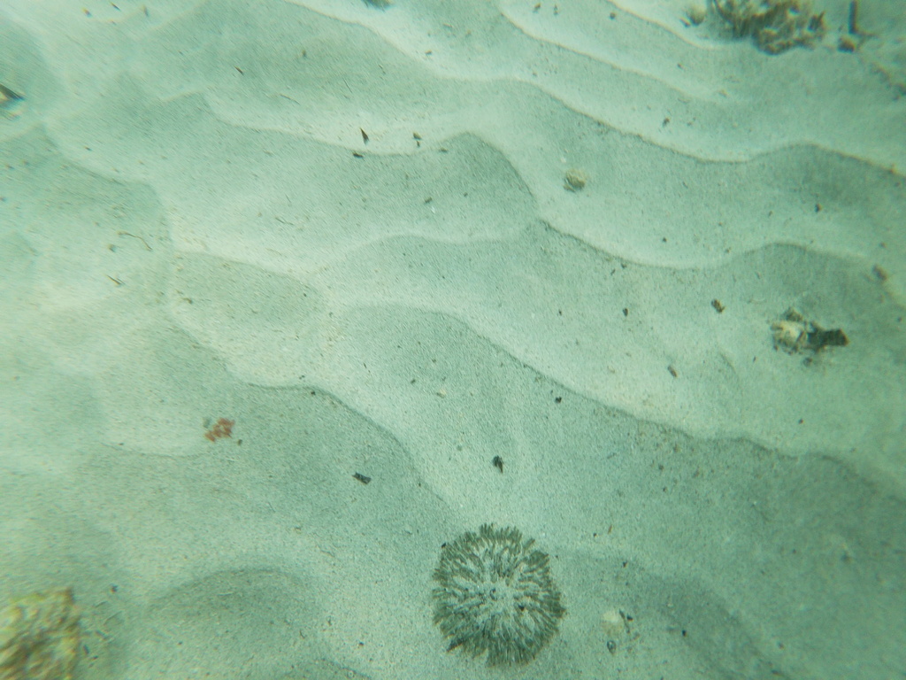 Beaded sea anemone from Coogee WA 6166, Australia on September 25, 2022 ...