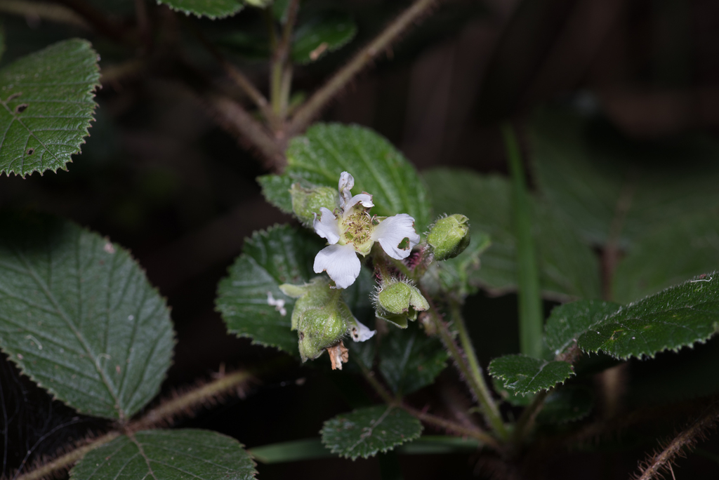 Yellow Himalayan Raspberry from Belli Park QLD 4562, Australia on ...