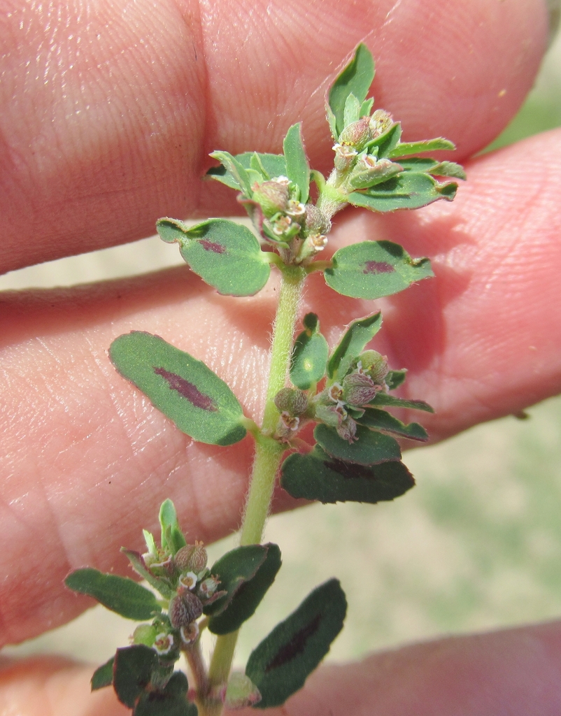 Spotted spurge from Riverby Ranch, FM 79, Fannin County, TX, USA on ...