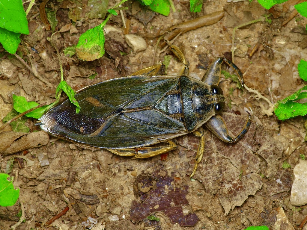 Lethocerus medius from Pleasant Valley, Austin, TX 78741, USA on ...