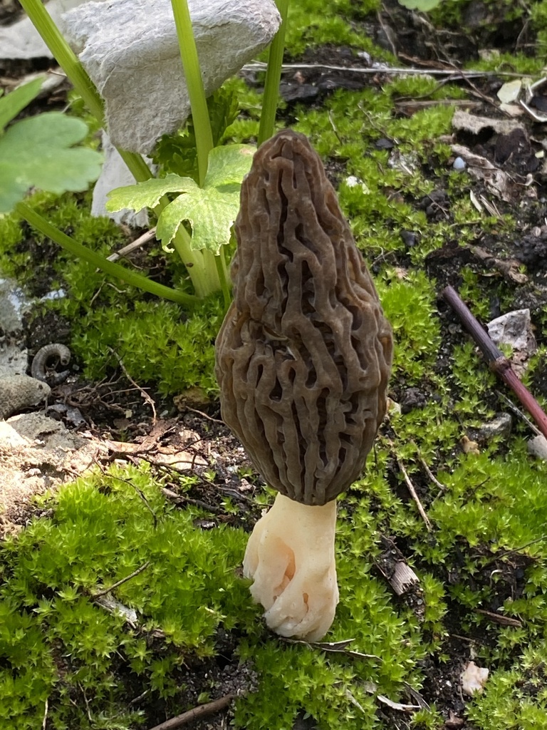 Australian black morel from Tower St, Surrey Hills, VIC, AU on ...