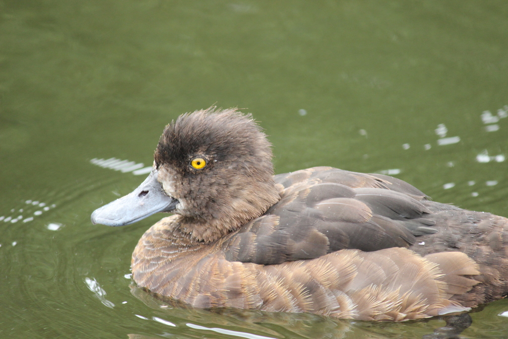 Tufted Duck from London, UK on August 24, 2022 at 11:09 AM by Jason ...