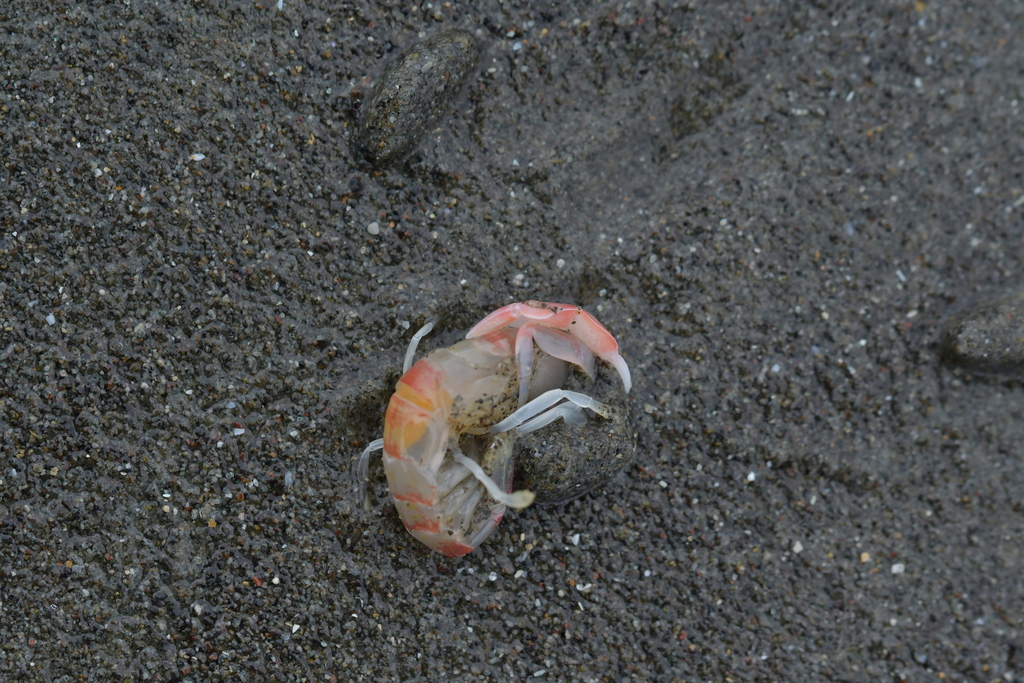 Filhollianassa filholi from Manawatu-Wanganui, New Zealand on September ...