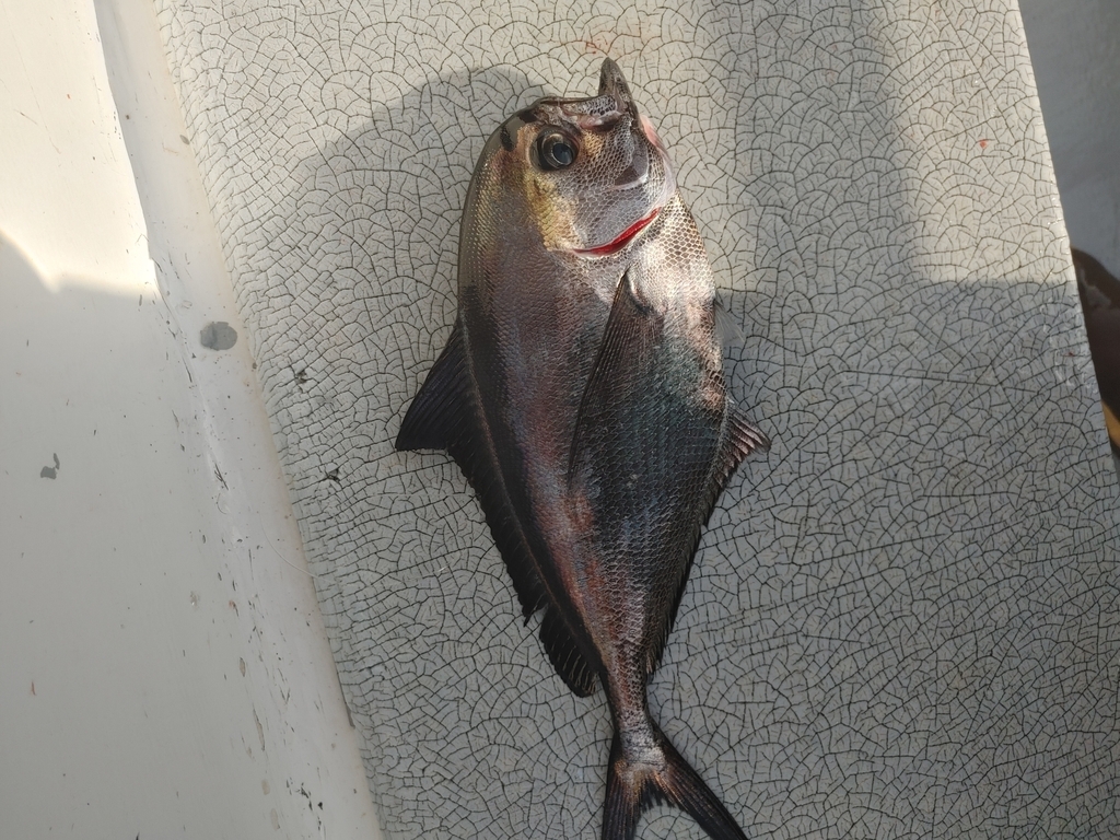 Pacific Pomfret on September 21, 2022 at 08:38 AM by Nach · iNaturalist