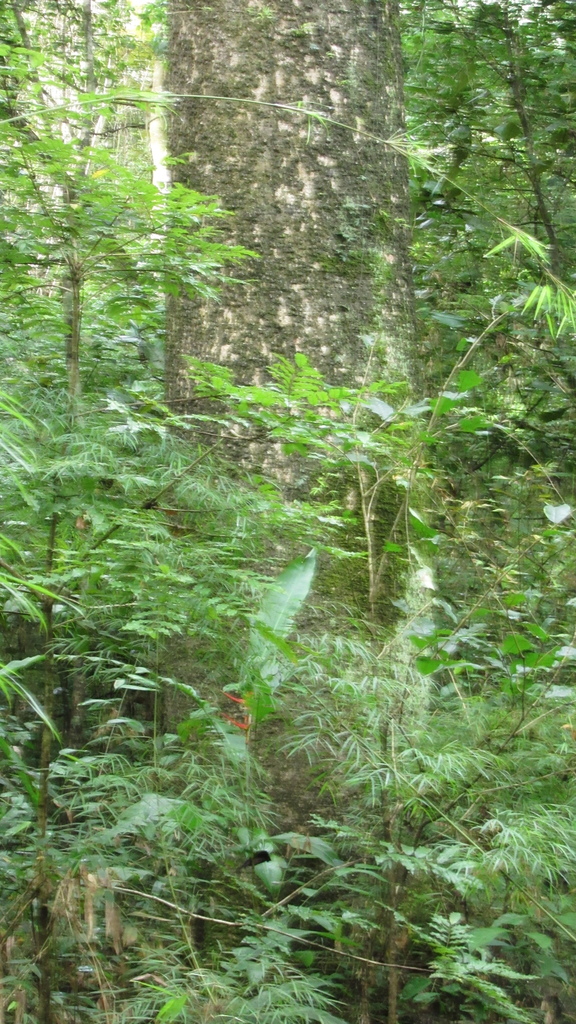 canoe tree in September 2022 by Richard Guerra. Trail to Capilla La ...