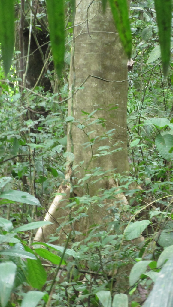 Panama tree from Camino de Cruces, PA-PN-PA, PA-PN, PA on September 04 ...