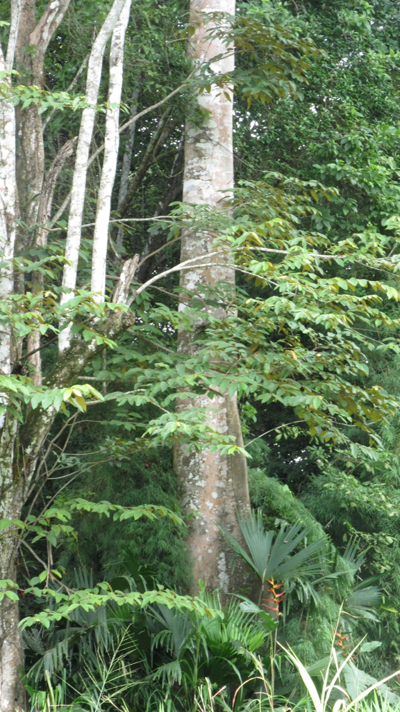 Panama tree from Camino de Cruces, PA-PN-PA, PA-PN, PA on September 04 ...
