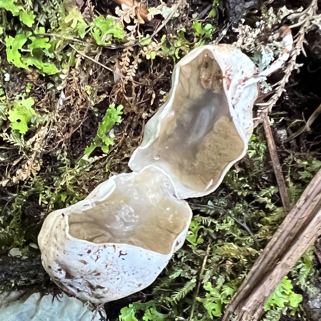 Protubera from Pureora Forest Park, Pureora, Waikato, NZ on September ...