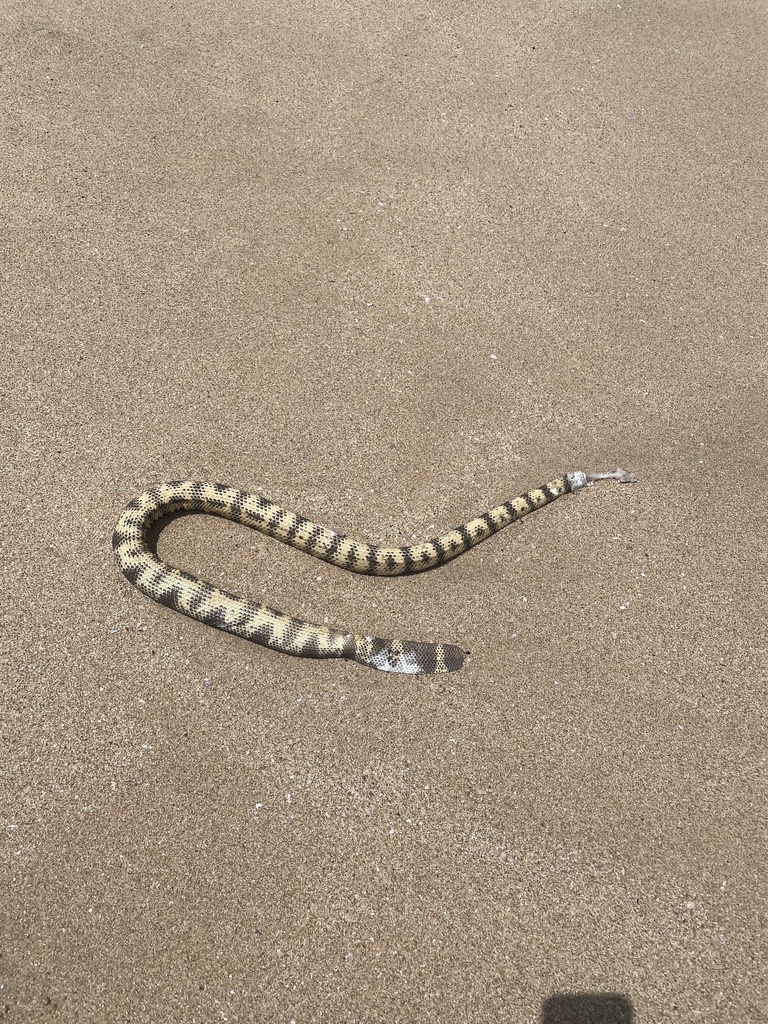 Peron's Sea Snake from Kedonganan Beach, Kabupaten Badung, Bali, ID on ...