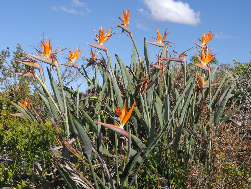 common bird-of-paradise flower from Ecca Pass Wild Flower Reserve ...
