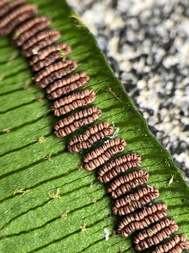 king fern (Angiopteris evecta) - Botanical Realm