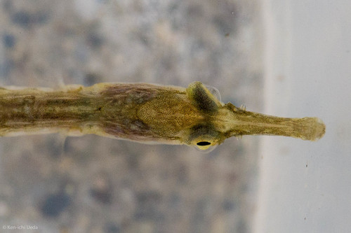 Kelp Pipefish (China Cove Organisms) · iNaturalist