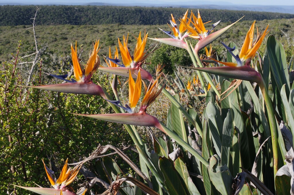 common bird-of-paradise flower from Ecca Pass Wild Flower Reserve ...