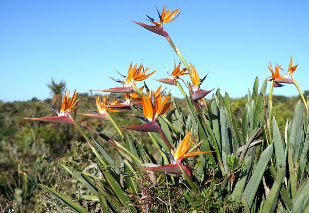 common bird-of-paradise flower (Strelitzia reginae) - Botanical Realm