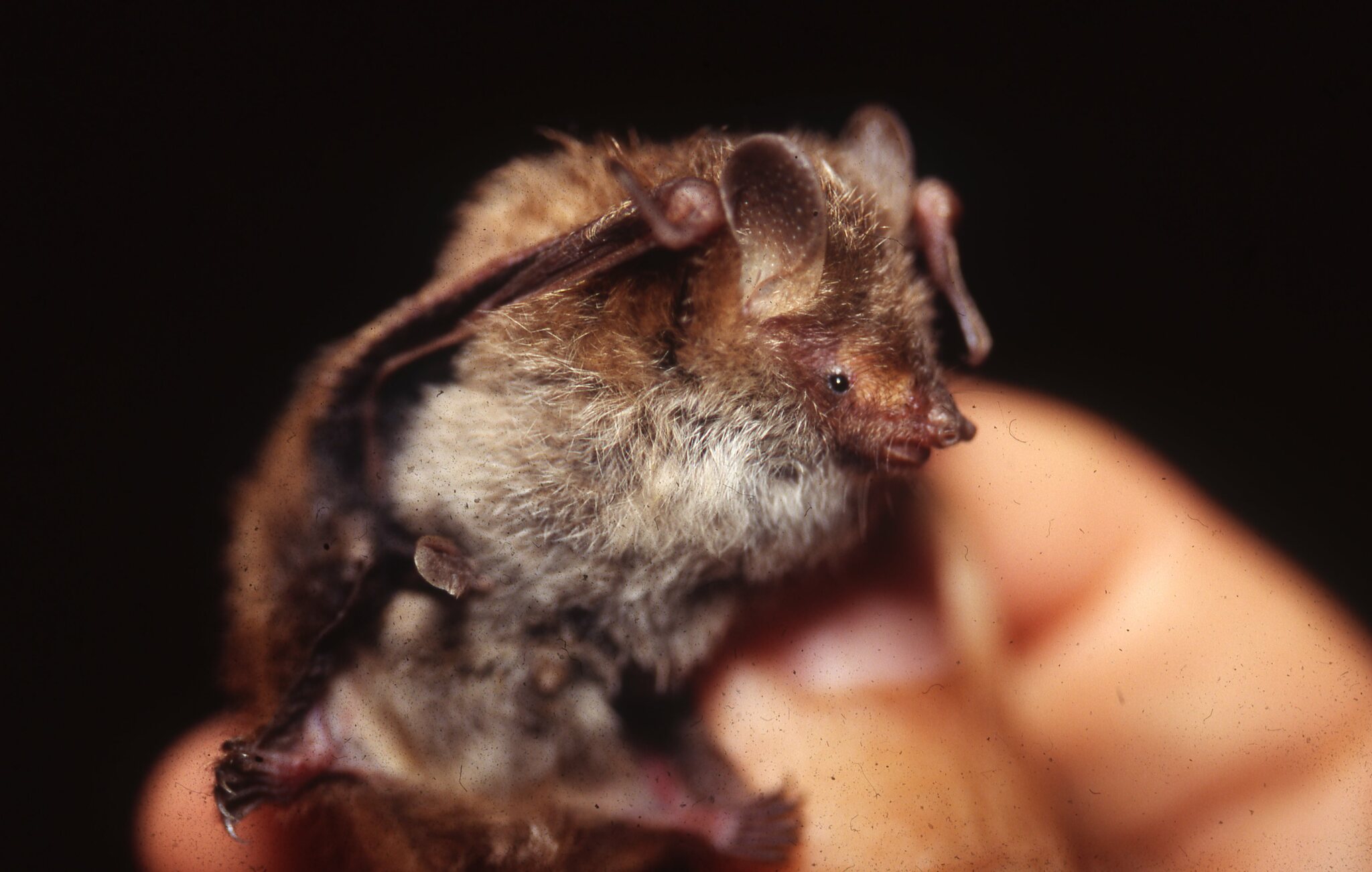 Murina ussuriensis Ognev, 1913