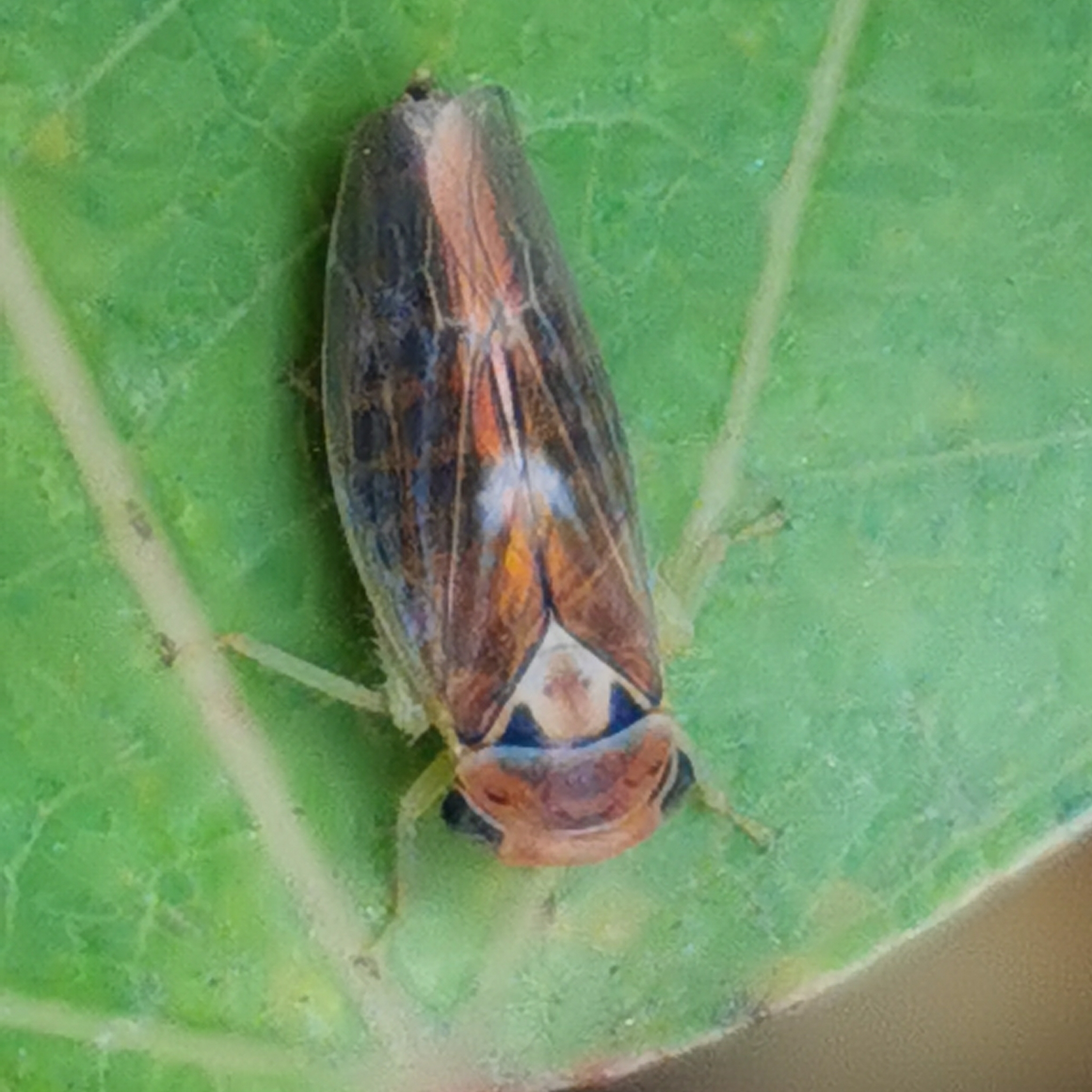 Populicerus populi (Linnaeus, 1761)