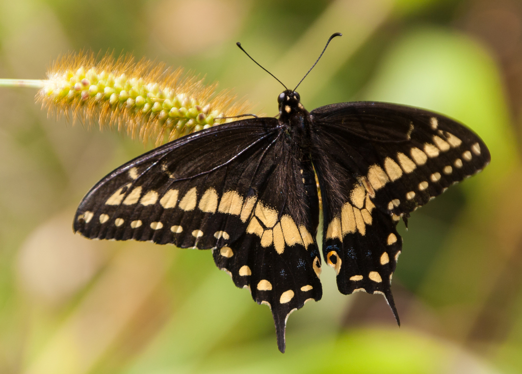 Black Swallowtail (Butterflies of Oakland County, MI) · iNaturalist
